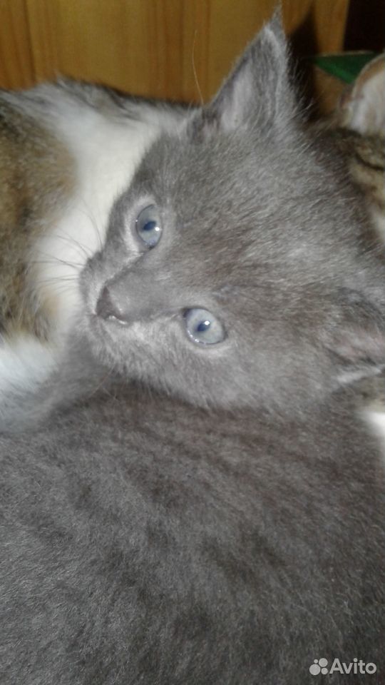 Шотландский котик