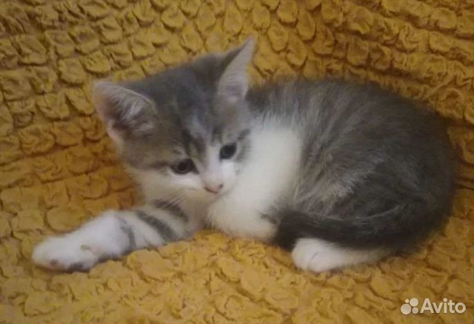 Британский мальчуган