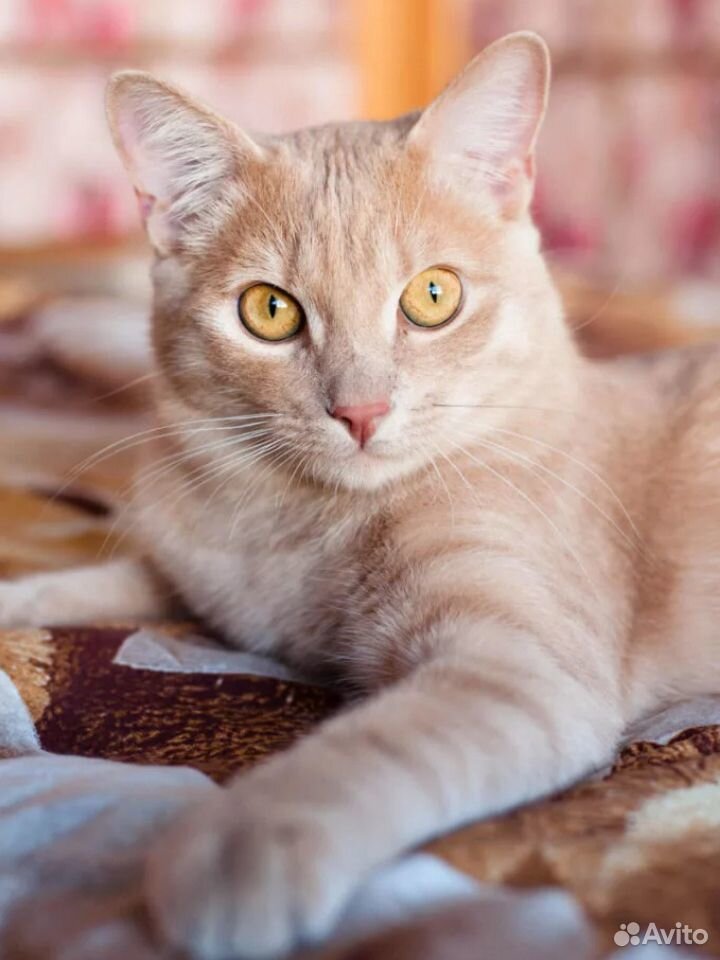Котик в добрые руки
