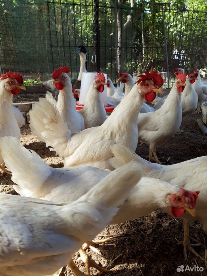 Куры леггорн