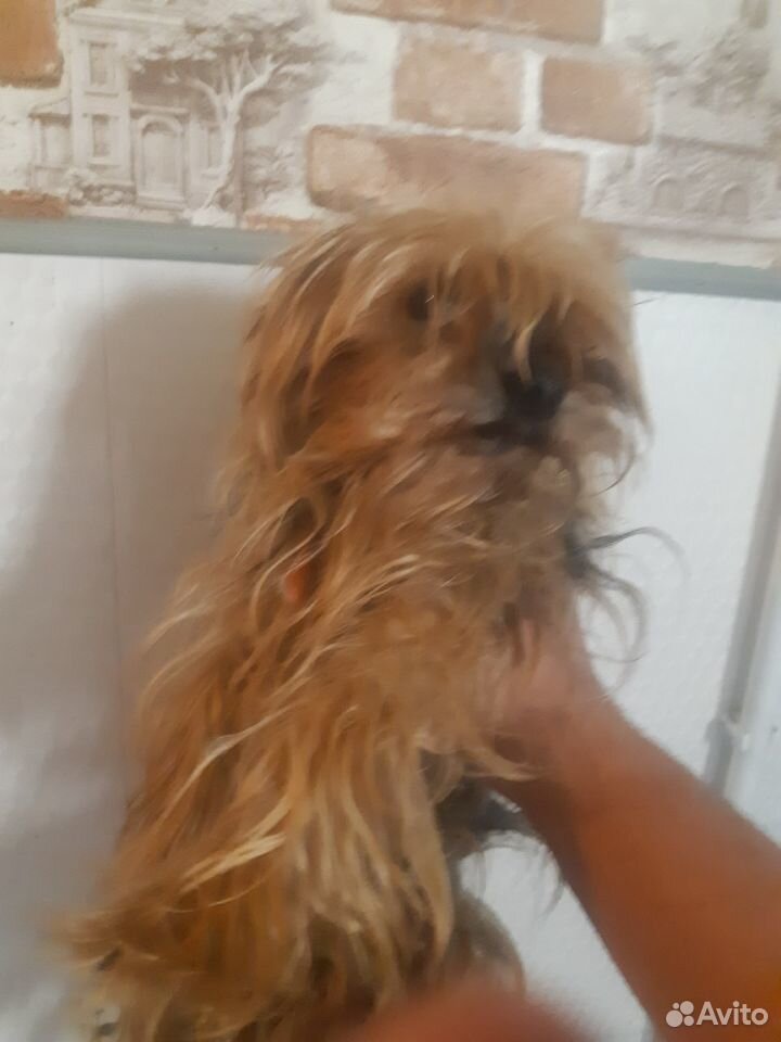 Продам йоркширского терьера + вальер(клетка в дар)