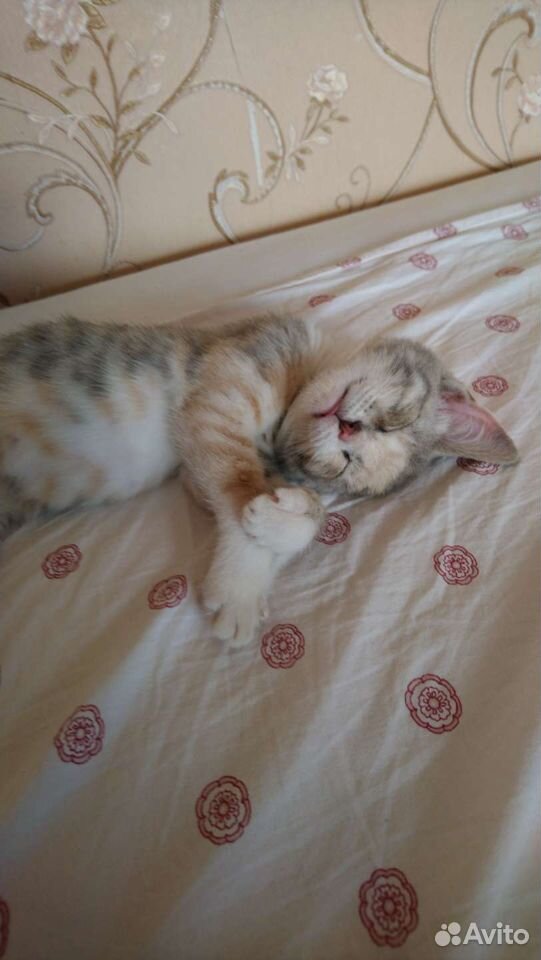 Котенок в дар 1,5 мес девочка трехцветная