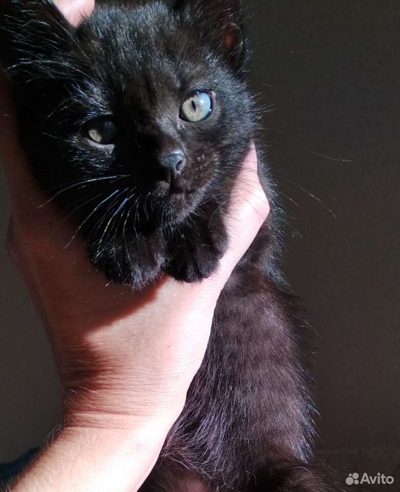 Котята