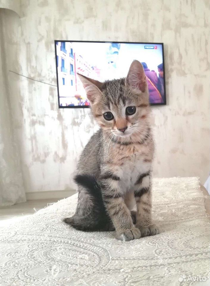 Малыш Том в добрые руки