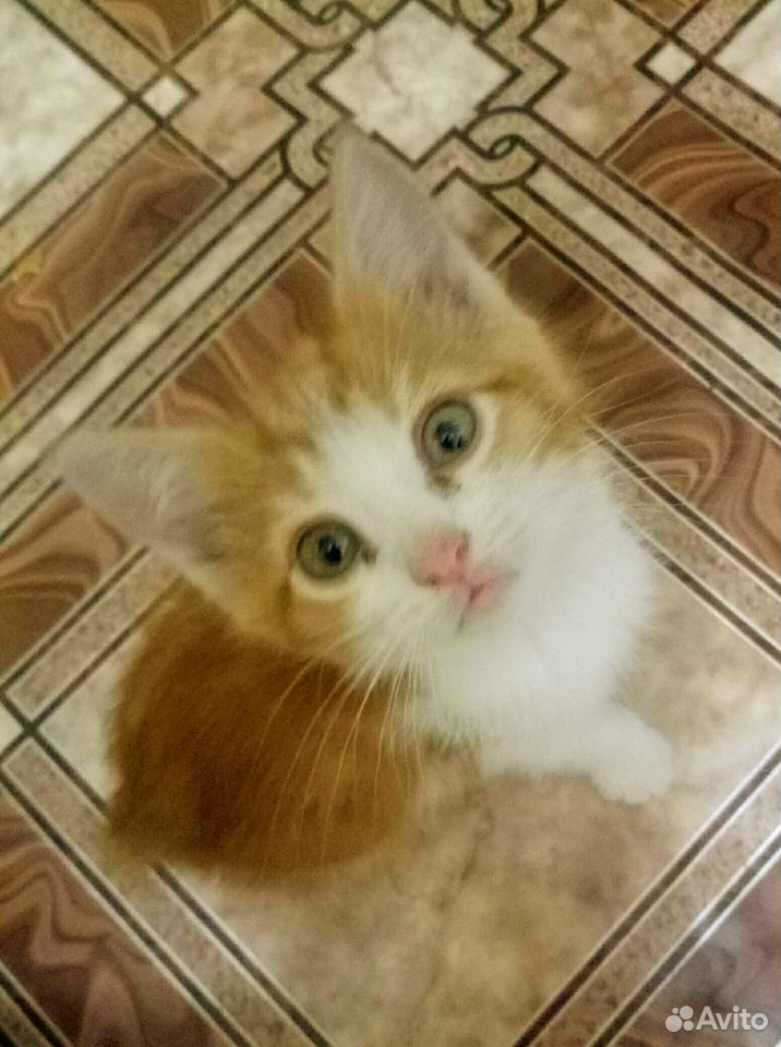 Отдам котят-крысоловов