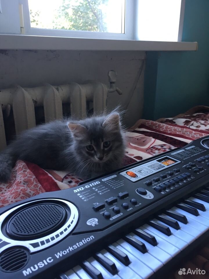 Котик сибирский