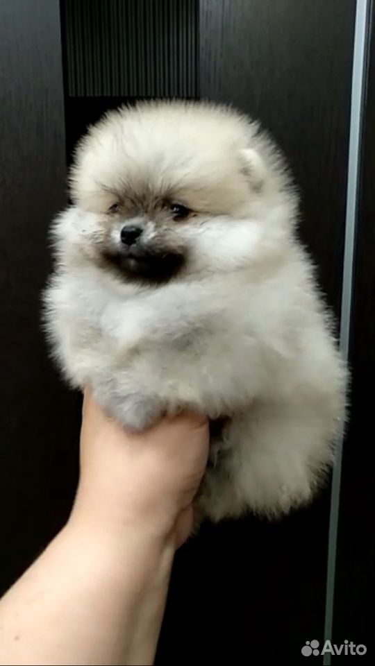 Шпиц померанский миниатюрный мальчик