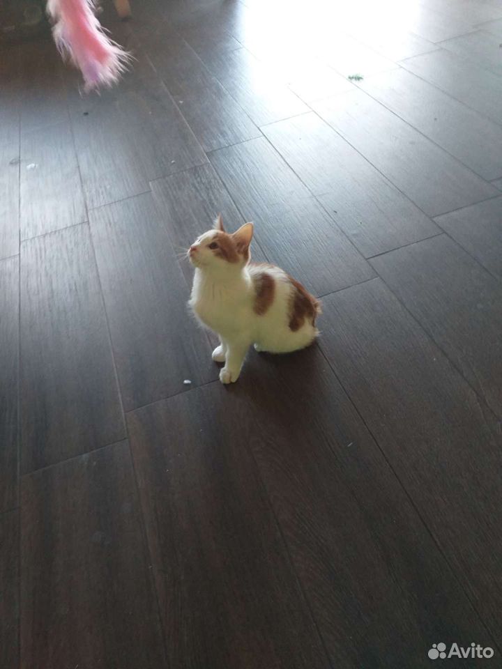 Котенок курильский бобтейл