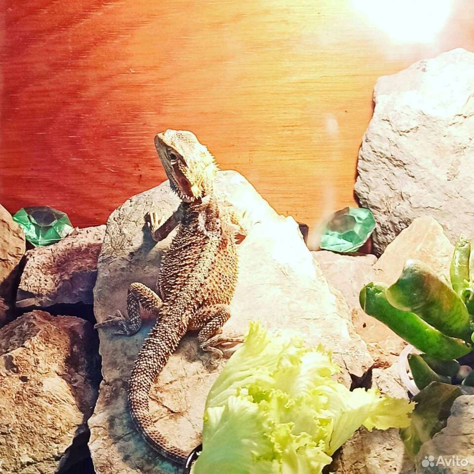 Бородатая агама, елоу