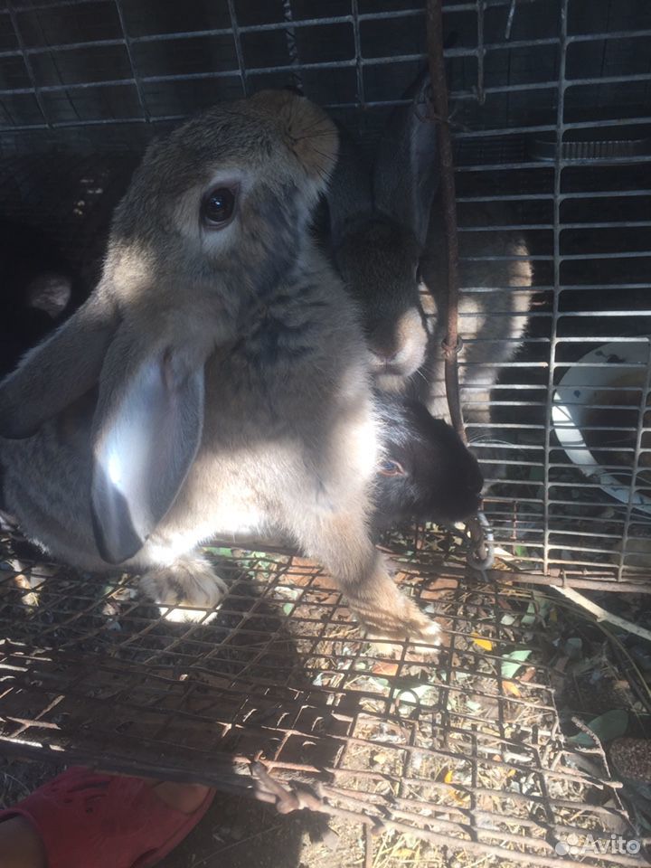 Продаются крольчата