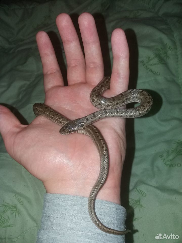 Узорчатый полоз