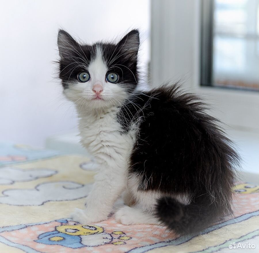 Маленькая кошечка Звёздочка ищет семью