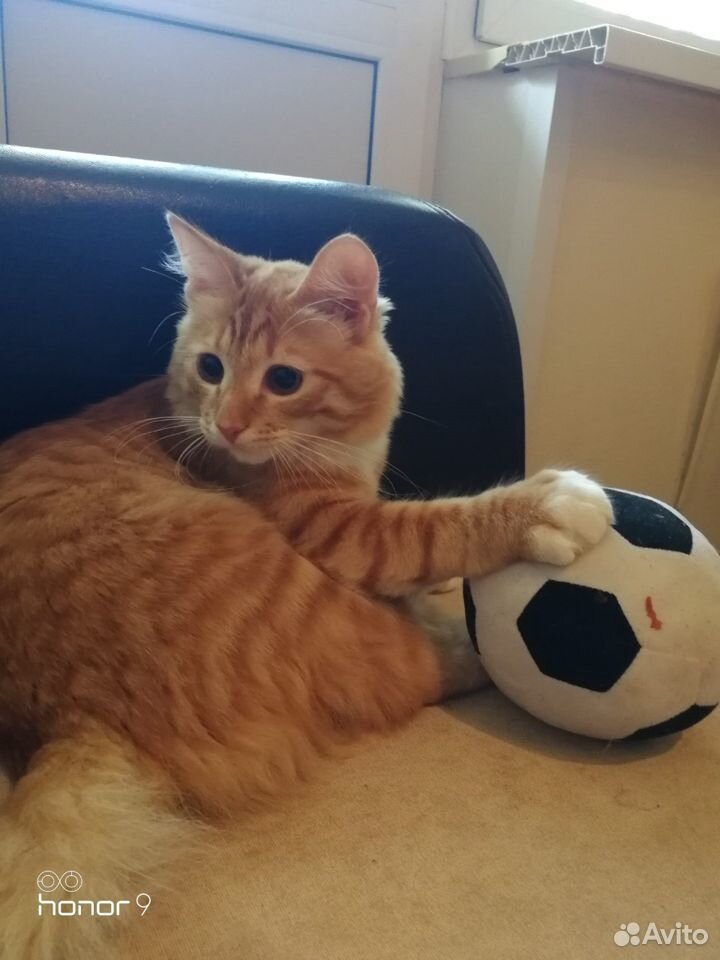 Кот Тихон,5 месяцев