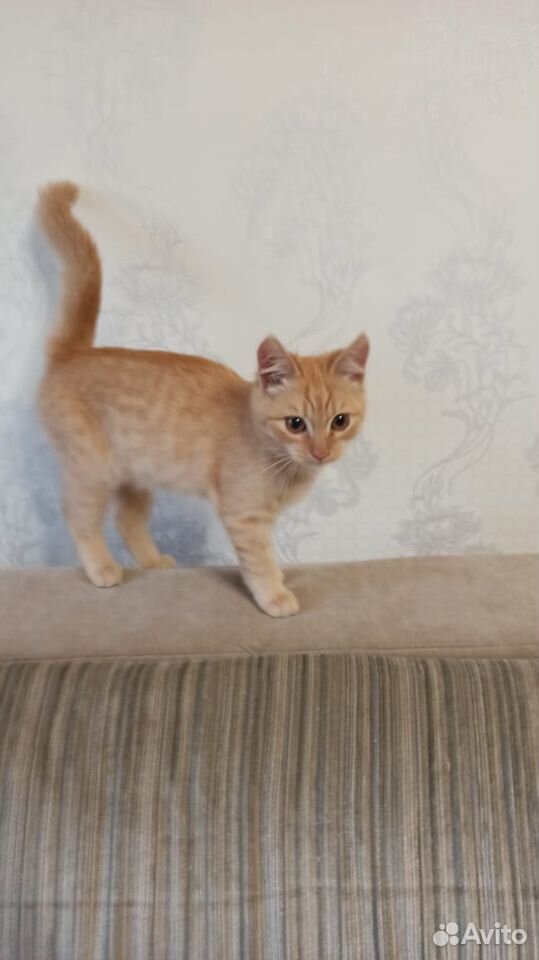 Рыжый Тишка в поисках дома