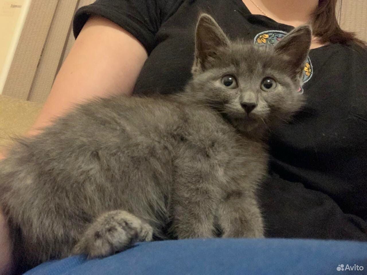 Голубой комок позитива