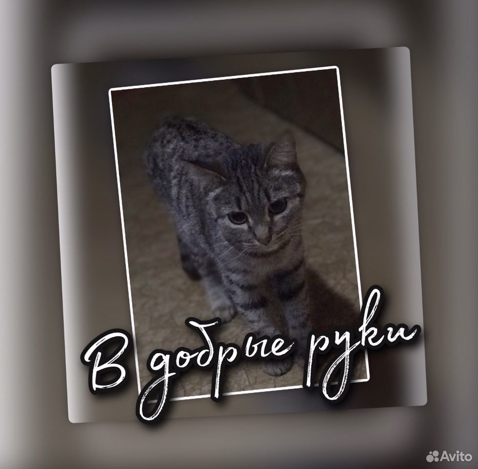 Сандра ищет добрые руки