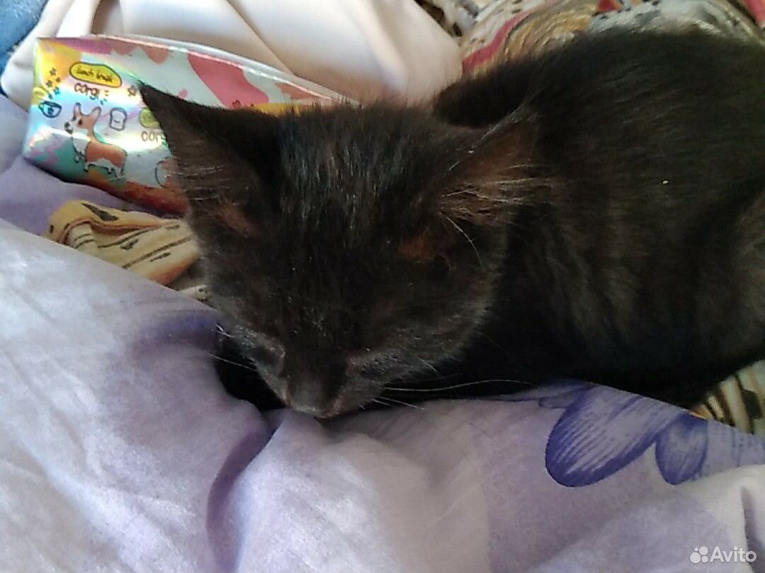 Самые милые котики на земле