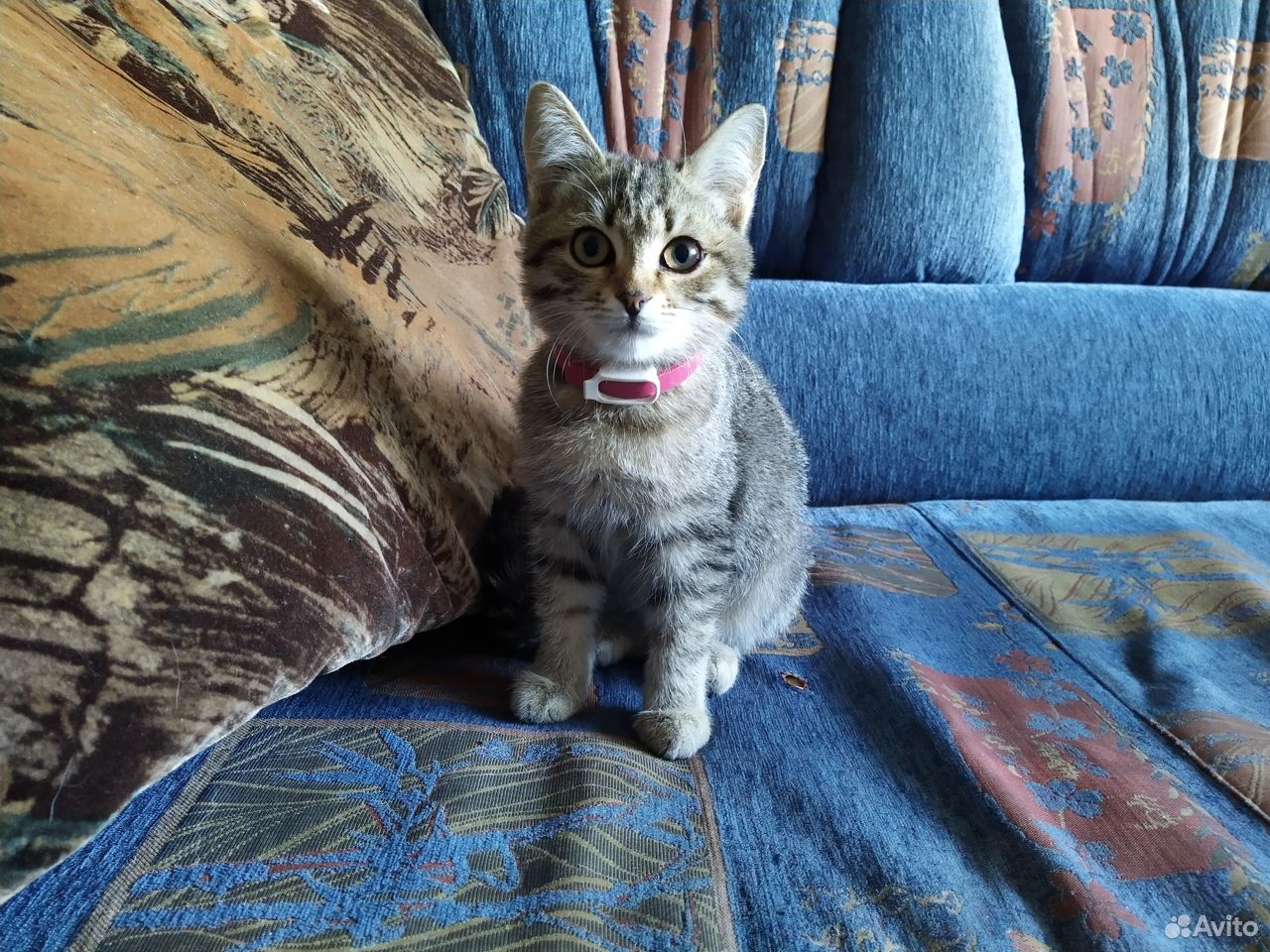 Кошечка в добрые руки