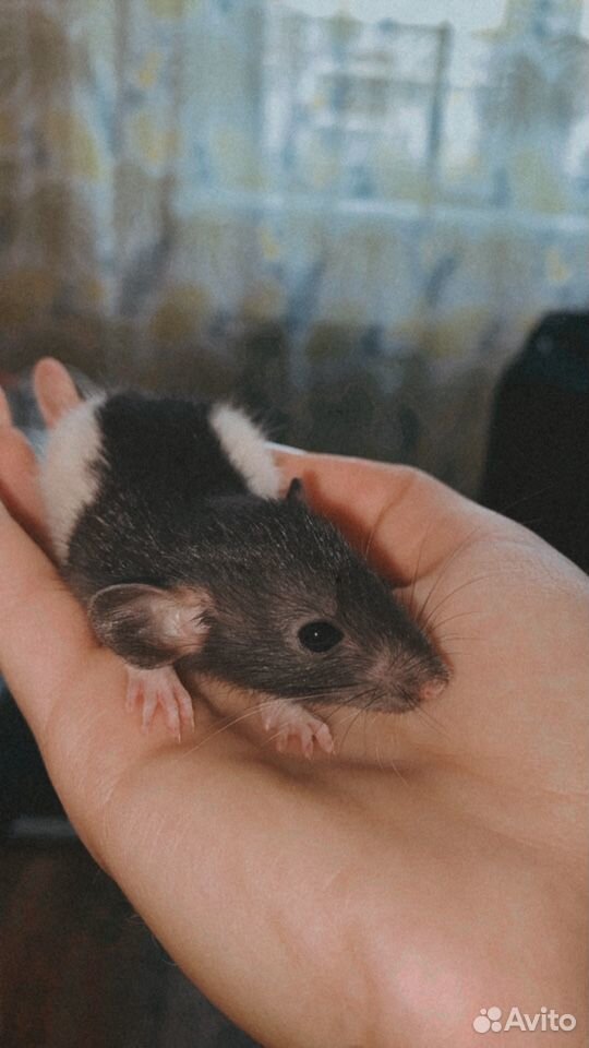 Крыса, крысёнок-дамбо