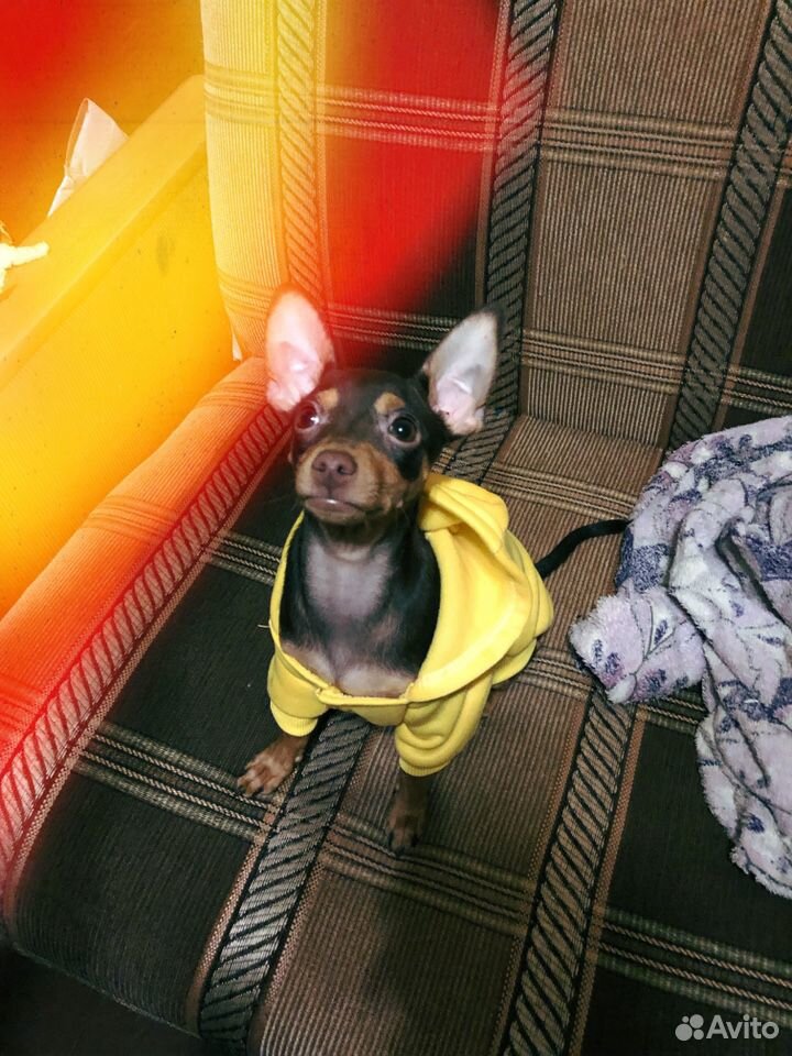 Той-терьер на вязку. Жених