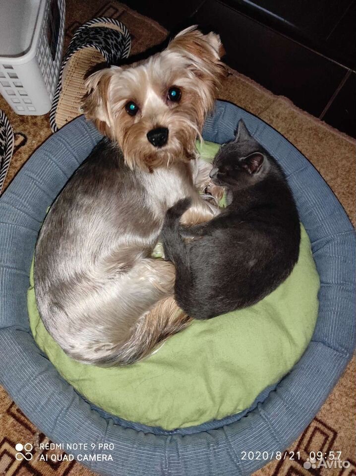 Потерялся друг