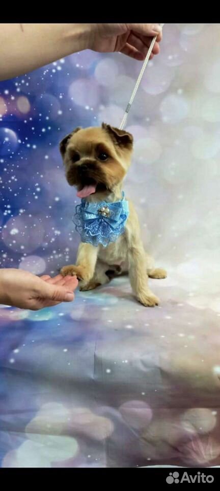 Кобель для вязки