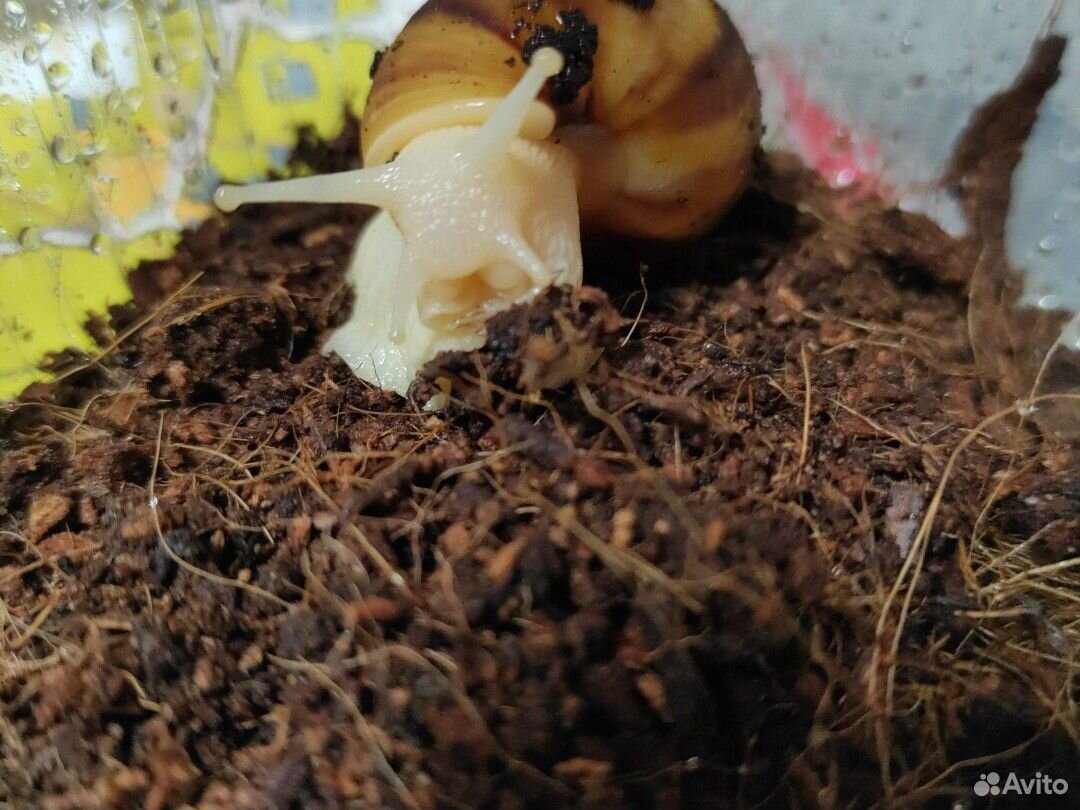 Улитки ахатина (белые и черные)