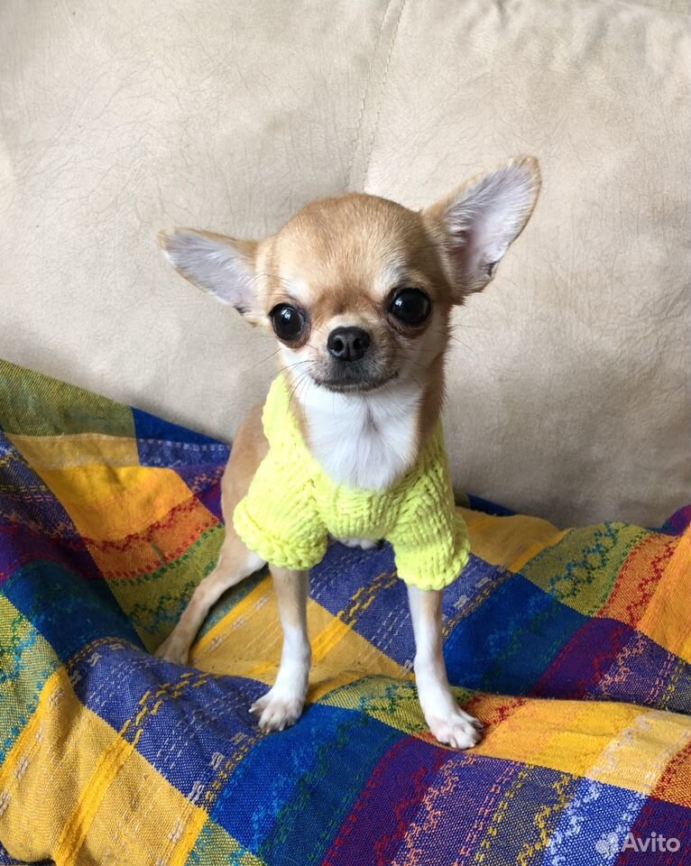 Чихуахуа 3,5 года