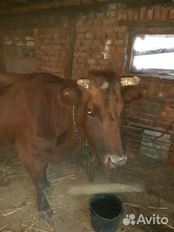 Корова глубоко стельная и телка