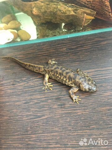 Домашние животные