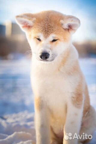 Акита Ину от Чемпионов