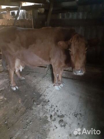Продам корову,тельная,камолая, 7 отёл, 60 тыс торг