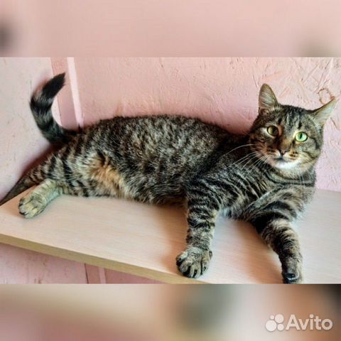 Крупный молодой котик-мечта Куантро, 1-2 года