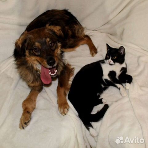 Тайлер ищет дом