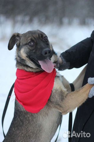 Отдам весёлого и доброго щенка Добби
