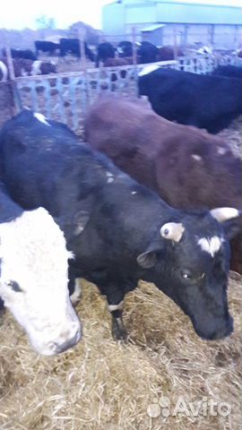 Быки домашние