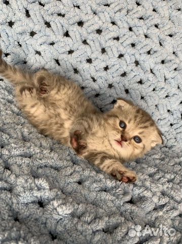 Шотландские вислоухие и прямоухие котята