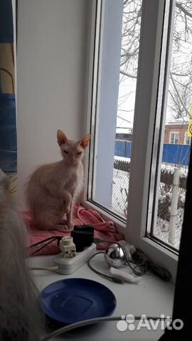 Нужен лысый котик для кошечки откликнетесь пожалуй