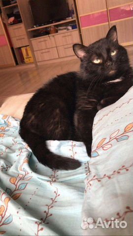 Ищем добрые руки