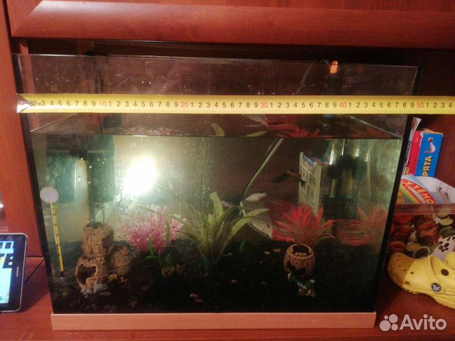 Аквариум, Аквариумные рыбки и растения