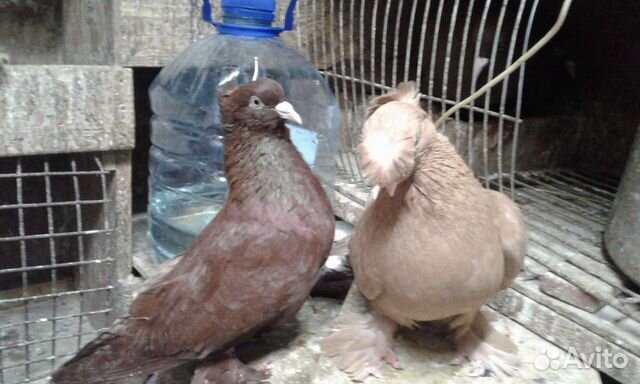 Голубь Узбекские бойные