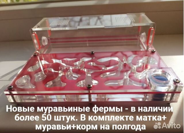 Муравьиная ферма + матка + корм