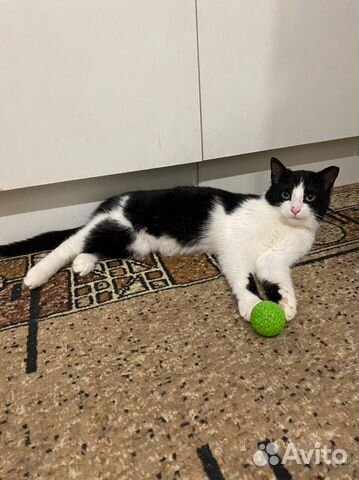 Котик ищет дом