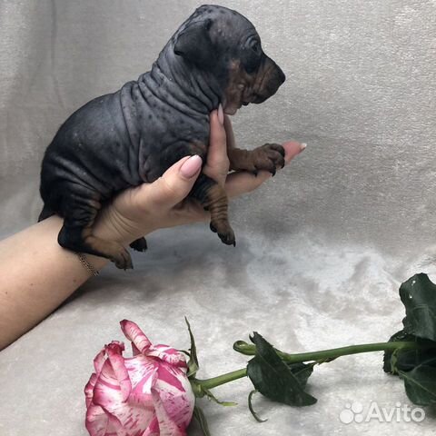 Щенки без шерсти агт