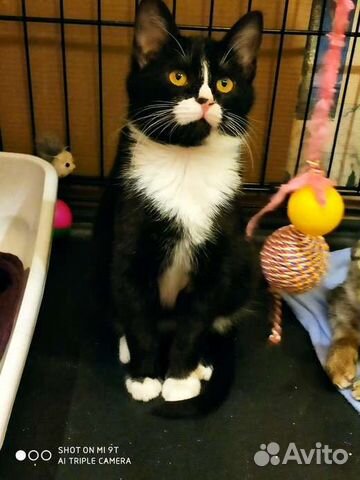 Котик
