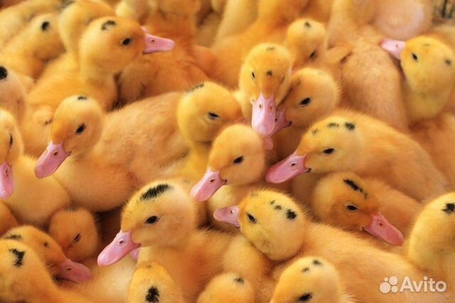 Мулард, несушка, утята, бройлеры