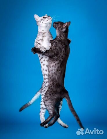 Египетская мау