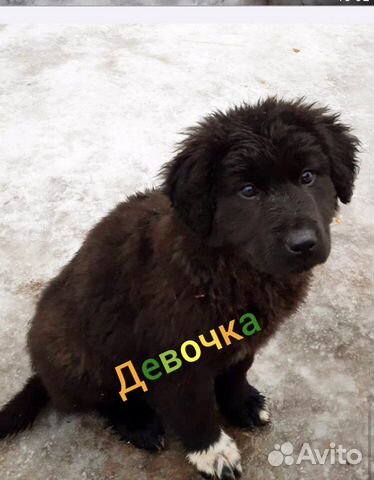 Щенок медвежонок пушистая небольшая