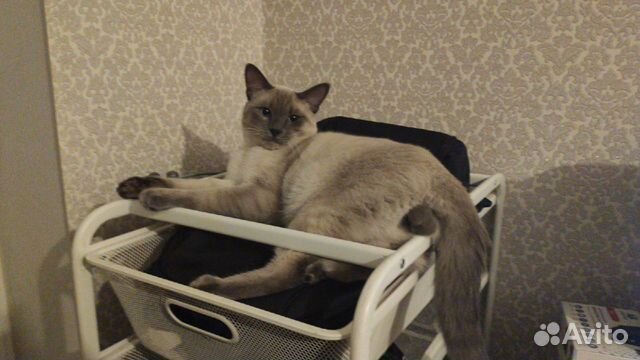 Тайский кот Джеки ищет кошечку) вязка