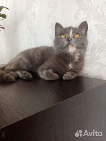 Кошечка Шарлин